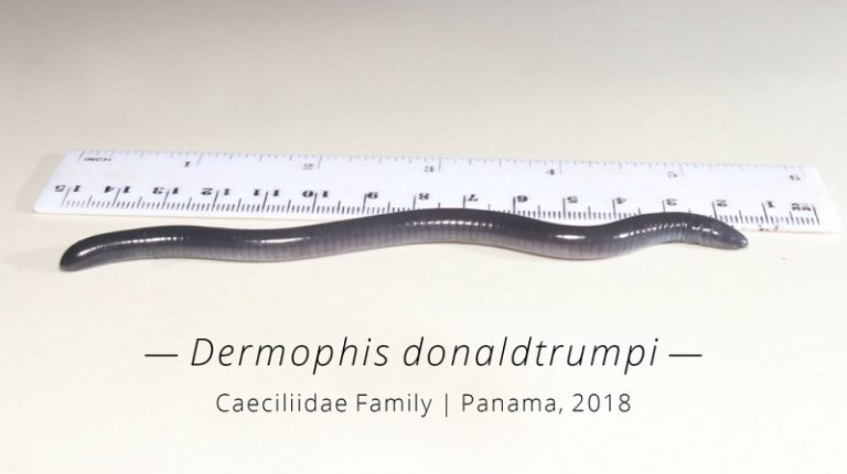 สัตว์ครึ่งบกครึ่งน้ำที่เพิ่งค้นพบ ถูกตั้งชื่อว่า Dermophis donaldtrumpi ...